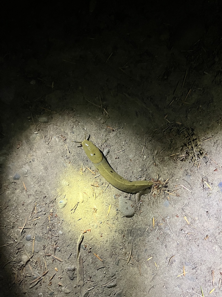 Pacific Banana Slug from Olympic National Park, Port Angeles, WA, US on ...