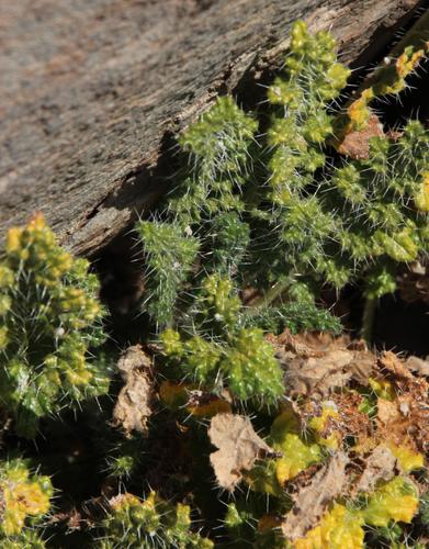 Caiophora andina · iNaturalist