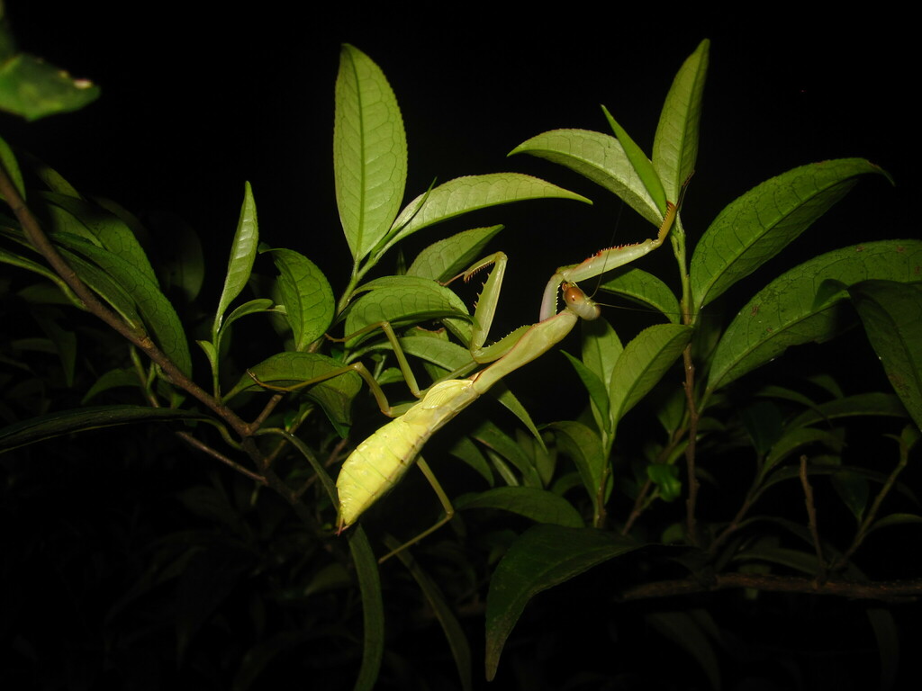 Hierodula chinensis in August 2023 by manassas · iNaturalist