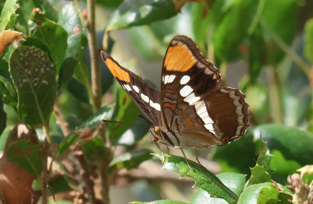California Sister from Camino Del Rey, Bonsall, CA on August 1, 2023 at ...