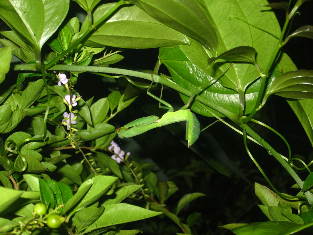 Hierodula chinensis in August 2023 by manassas · iNaturalist