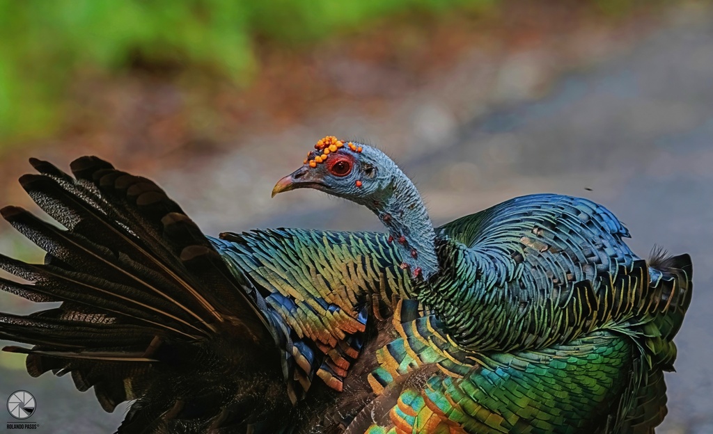Ocellated Turkey from Calakmul, Camp., México on December 21, 2022 at ...