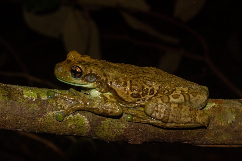Rana arborícola lechosa (DESCUBRIENDO EL MUNDO ANIMAL: Vertebrados ...