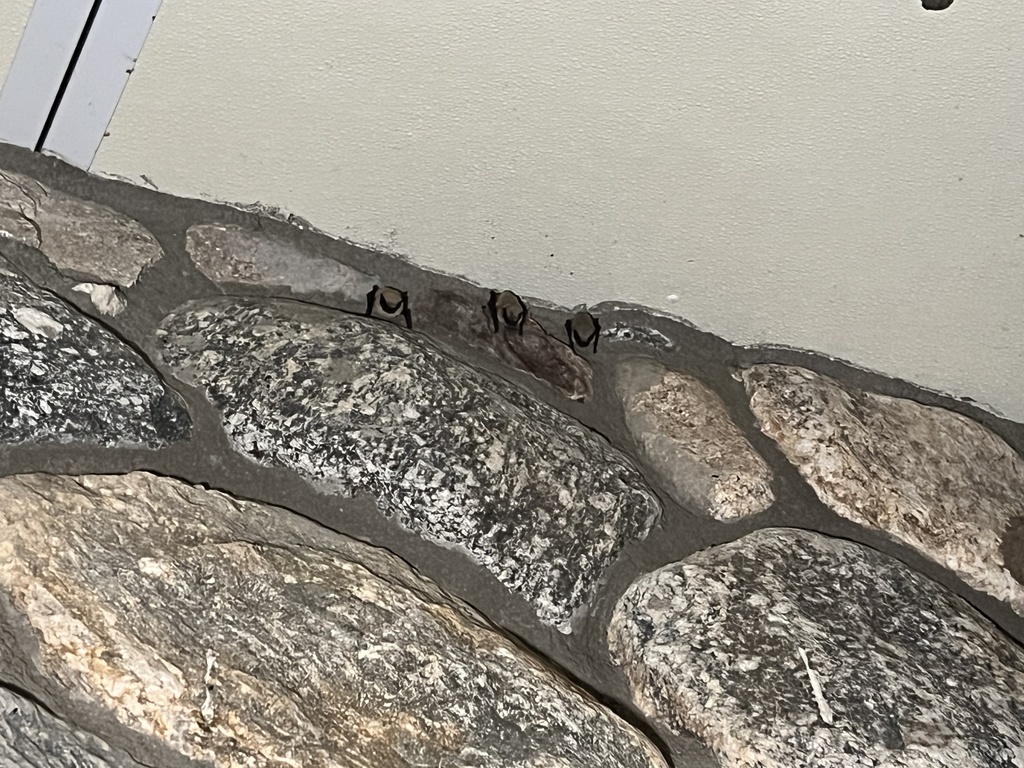 California Myotis in August 2023 by mywildbackyard · iNaturalist