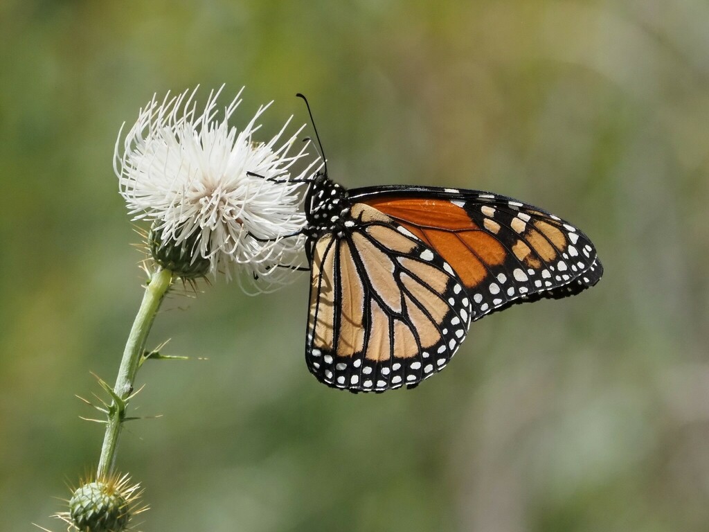 Monarch from Inyo County, CA, USA on August 13, 2023 at 11:48 AM by ...