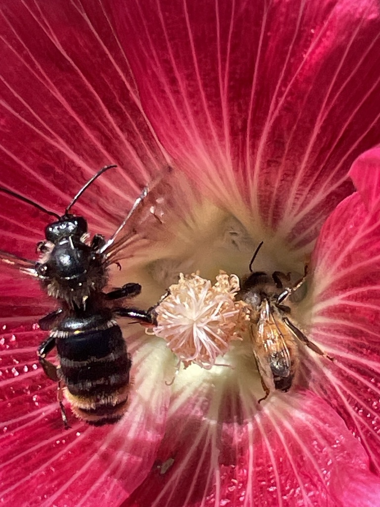 California Bumble Bee from Lyons Valley Rd, Jamul, CA, US on August 15 ...