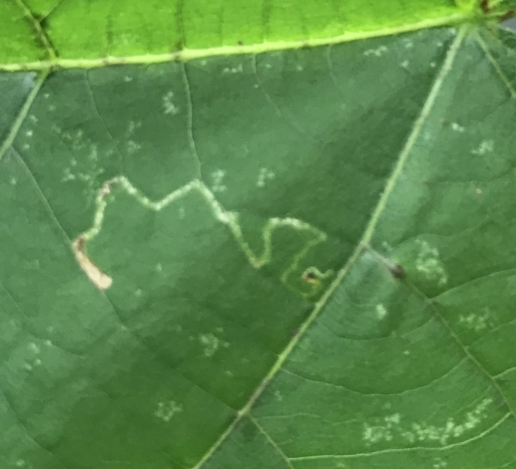 Stigmella argentifasciella in August 2023 by privatenoaccess. On ...