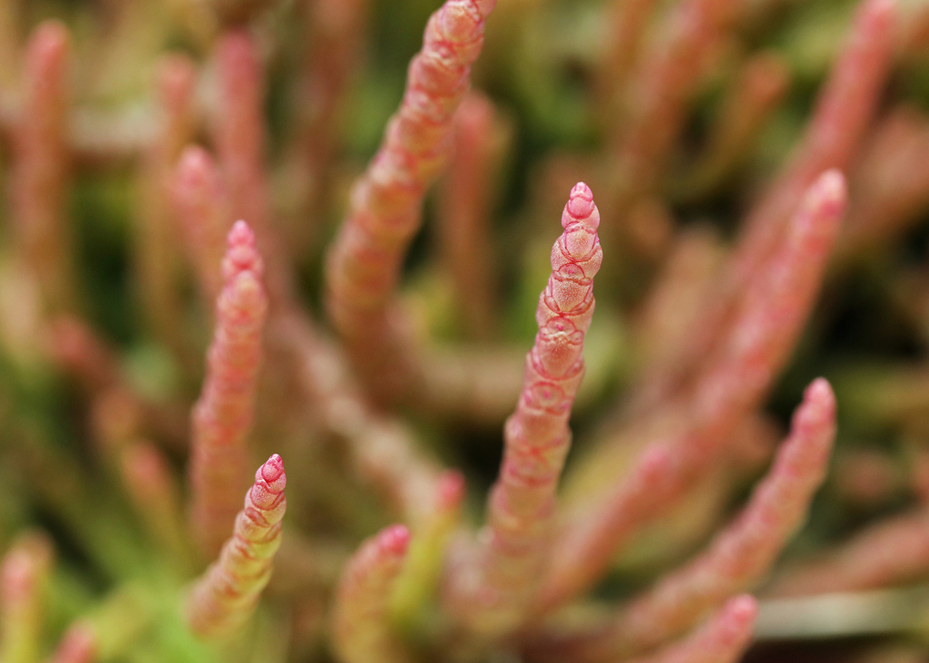 Boreal Saltwort from Yukon, Canada on August 13, 2023 at 04:33 PM by ...