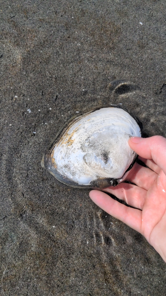 West Atlantic Surfclam from Freeland on August 15, 2023 at 11:11 AM by ...
