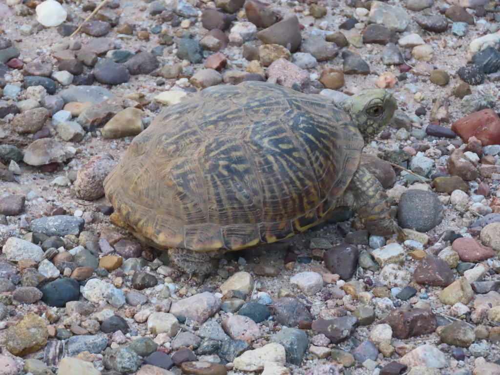 Ornate Box Turtle in August 2023 by Pete Siminski. Del Valle Road south ...