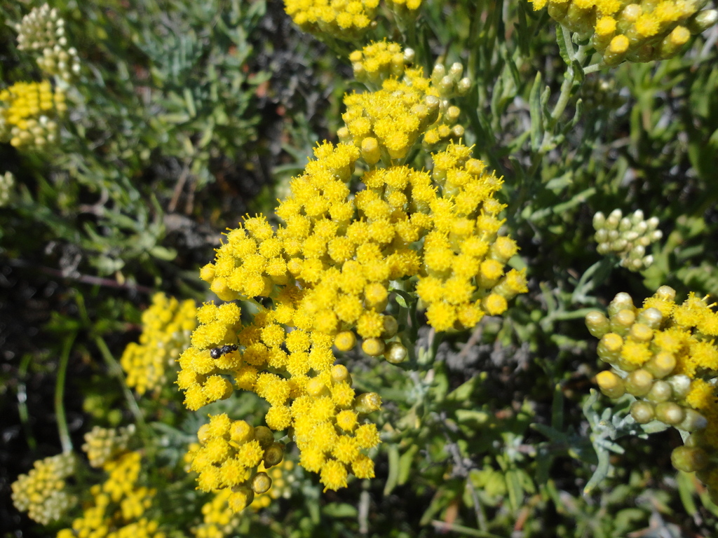 Pale Everlasting (Plants of the Tygerberg Nature Reserve) · iNaturalist