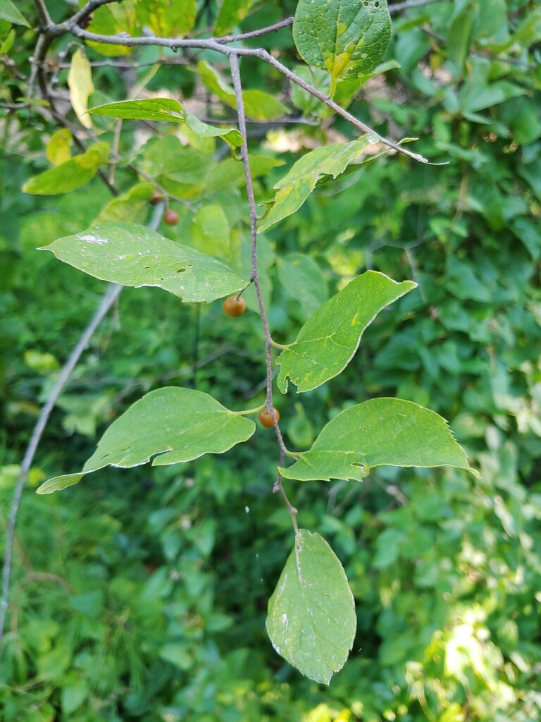 Dwarf Hackberry from DeKalb, Georgia, United States on August 14, 2023 ...
