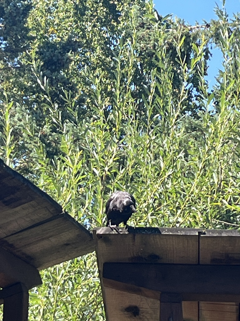 American Crow from Edmonds College, Lynnwood, WA, US on August 15, 2023 ...