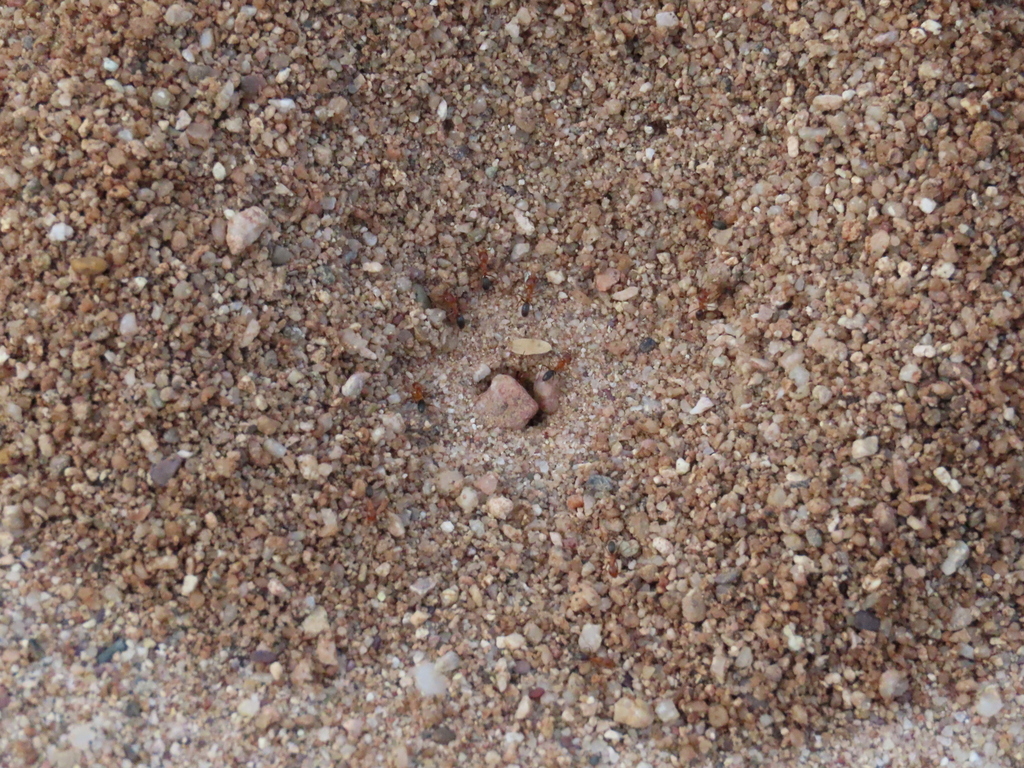 Bicolored Pyramid Ant from Sierra Vista Southeast, AZ, USA on August 15 ...