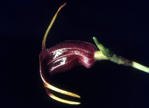Masdevallia macrogenia · iNaturalist