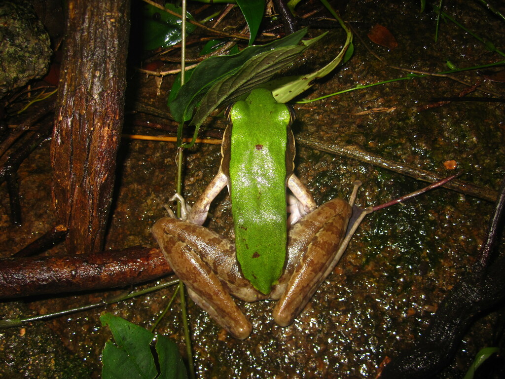Large Odorous Frog in August 2023 by manassas · iNaturalist