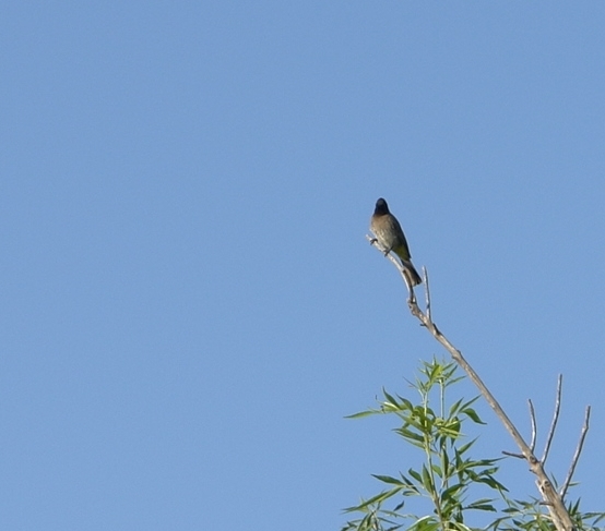 Pycnonotus barbatus layardi × Nigricans nigricans from Carletonville ...