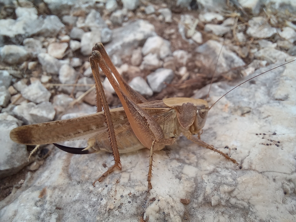 Shieldback Katydids from Thinali, Griechenland on August 14, 2023 at 02 ...