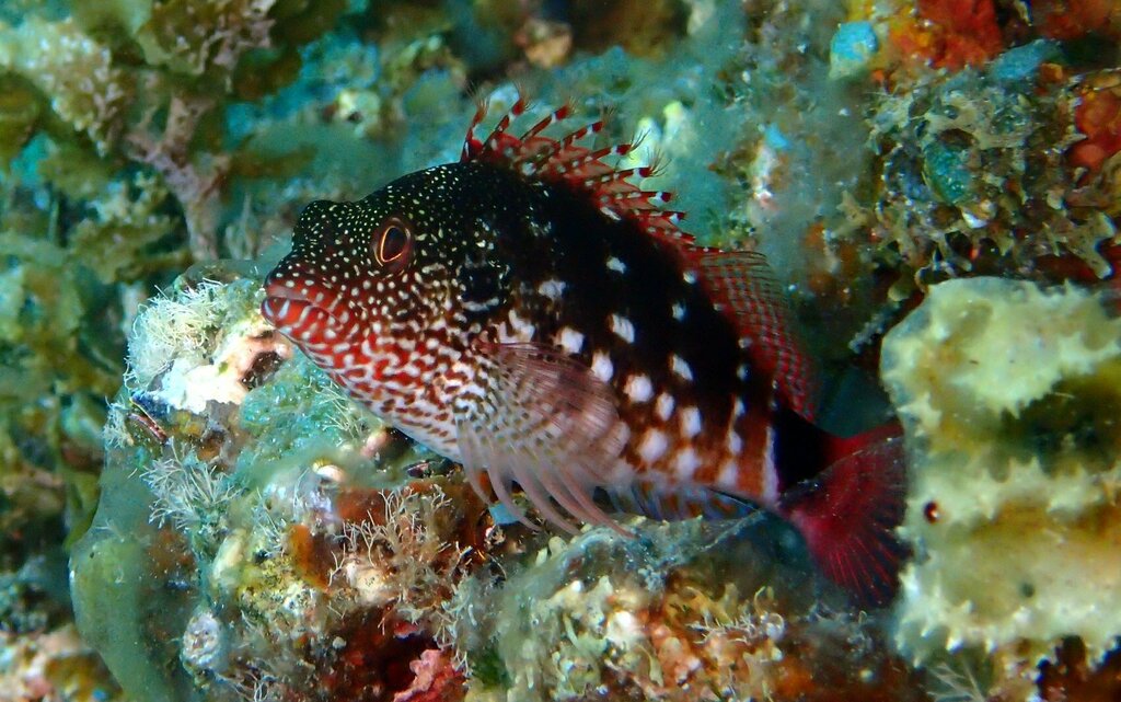 Whitespotted Hawkfish from Hahajima, Ogasawara, Tokyo 100-2211, Japan ...
