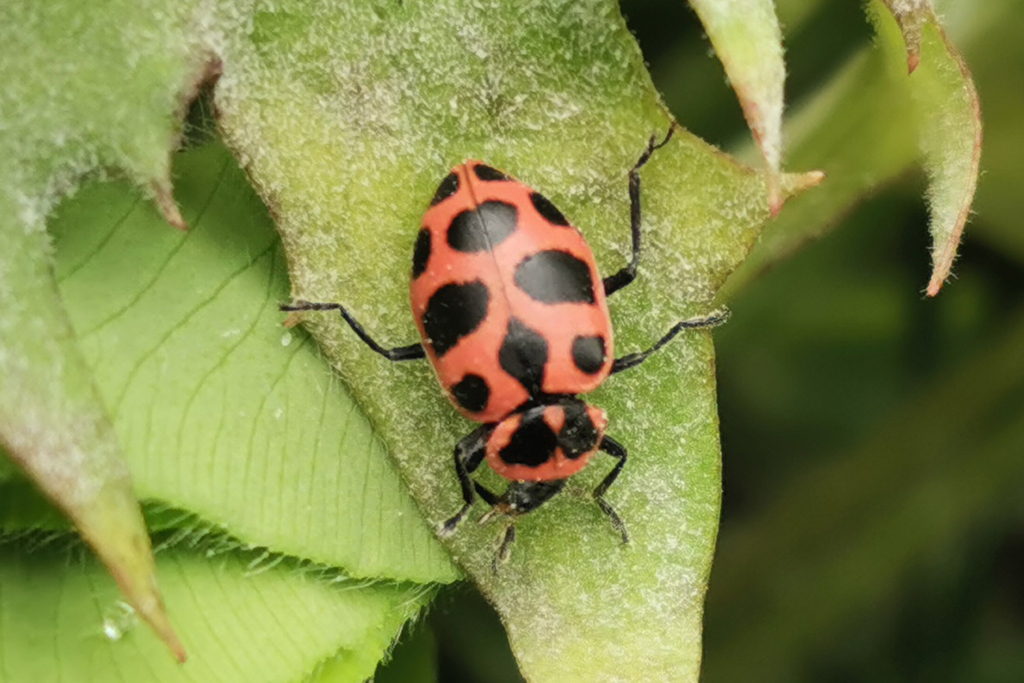 Spotted Pink Lady Beetle from 美国印第安纳西拉斐特 on August 15, 2023 at 10:47 AM ...