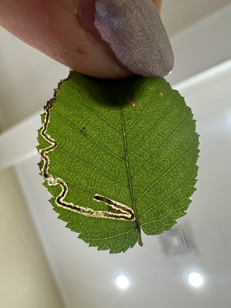 Stigmella betulicola in August 2023 by privatenoaccess. On muscle wood ...