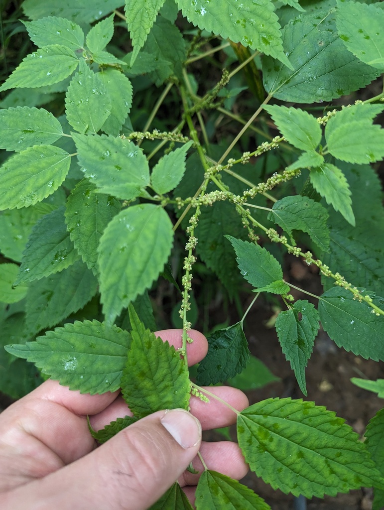 false nettles and allies from Spotsylvania County, VA, USA on August 10 ...