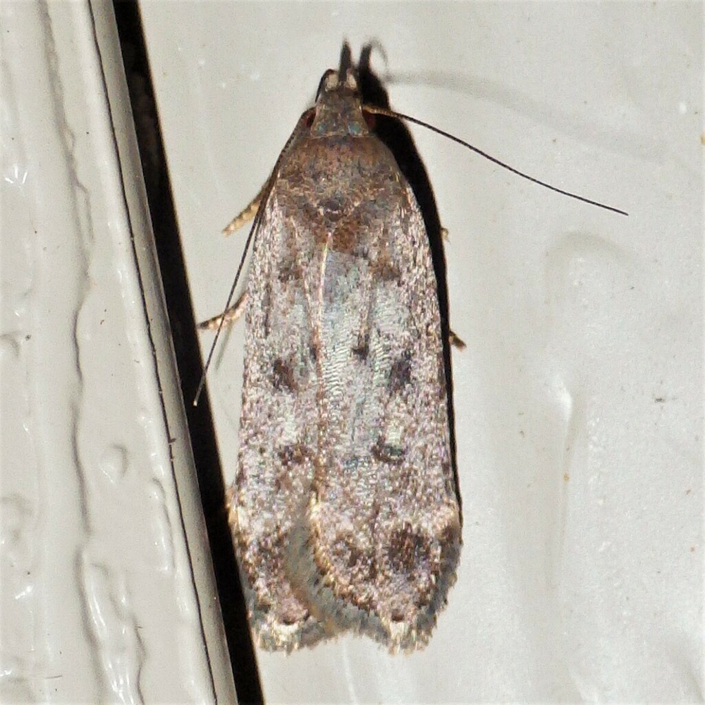 Dark-headed Aspen Leafroller Moth from Fitzgerald Rd, Burdett, NY 14818, USA on August 13, 2023 ...