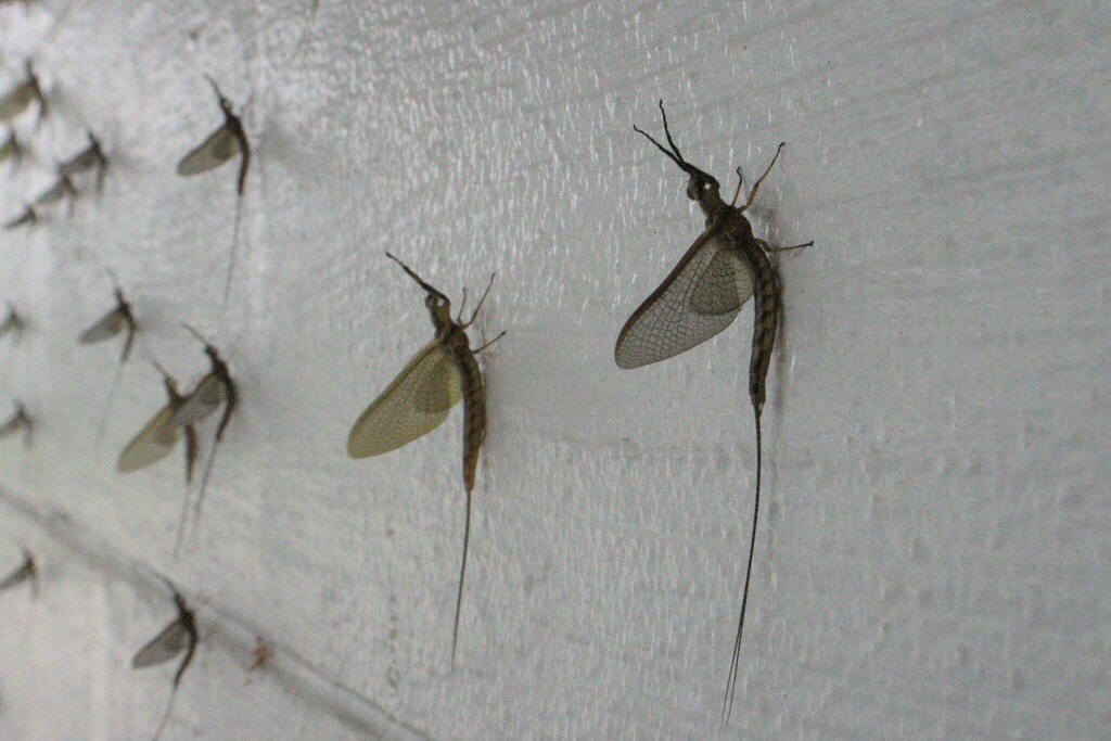 Giant Mayfly from Crooked Lake Park, FL 33859, USA on June 23, 2023 at ...