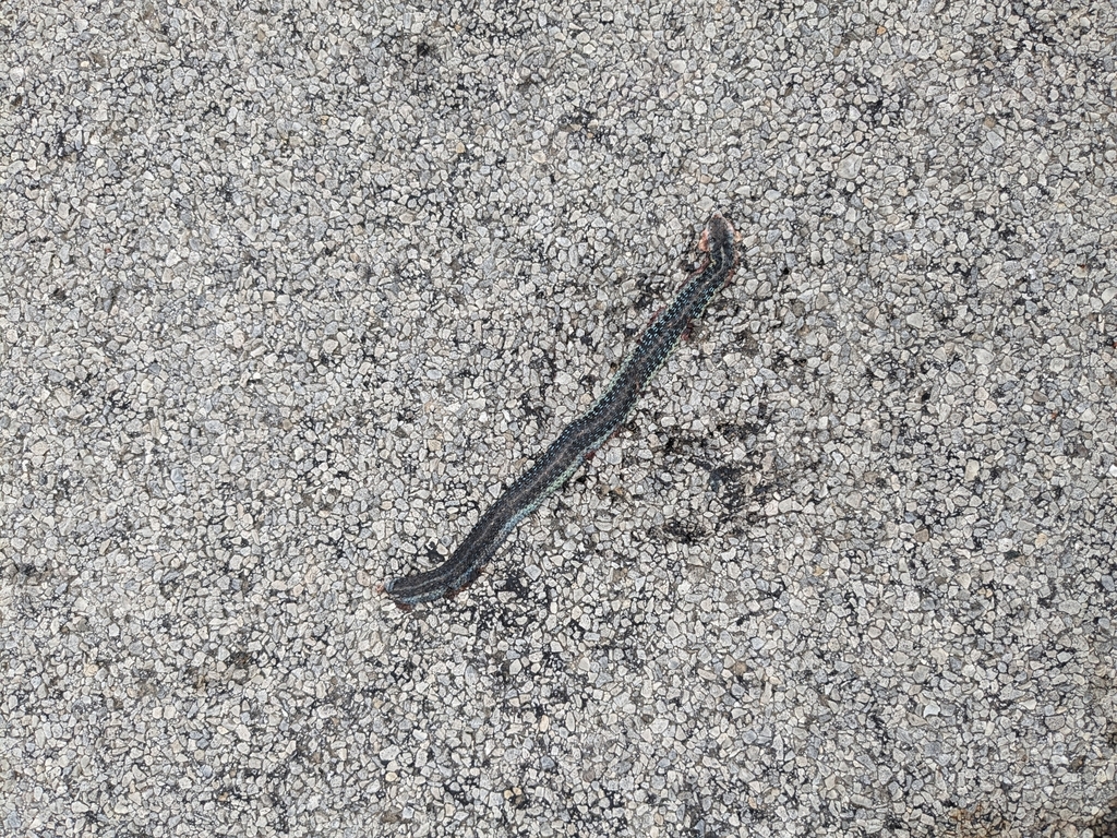 Eastern Garter Snake from Tobermory, ON N0H 2R0, Canada on August 15 ...