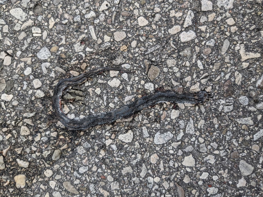 Red-bellied Snake from Tobermory, ON N0H 2R0, Canada on August 15, 2023 ...