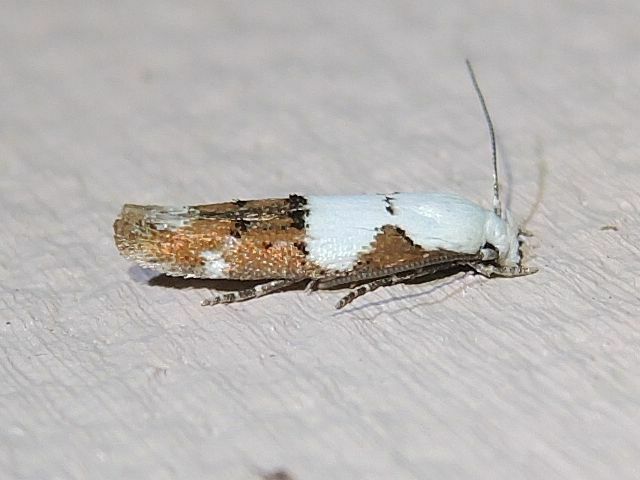 Circumscript Mompha in August 2023 by privatenoaccess · iNaturalist