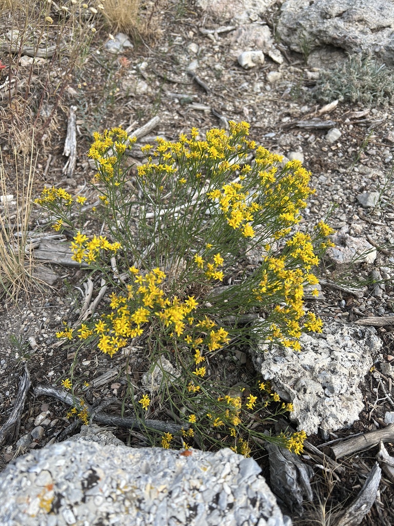 Broom Snakeweed from Clark County, US-NV, US on August 15, 2023 at 07: ...