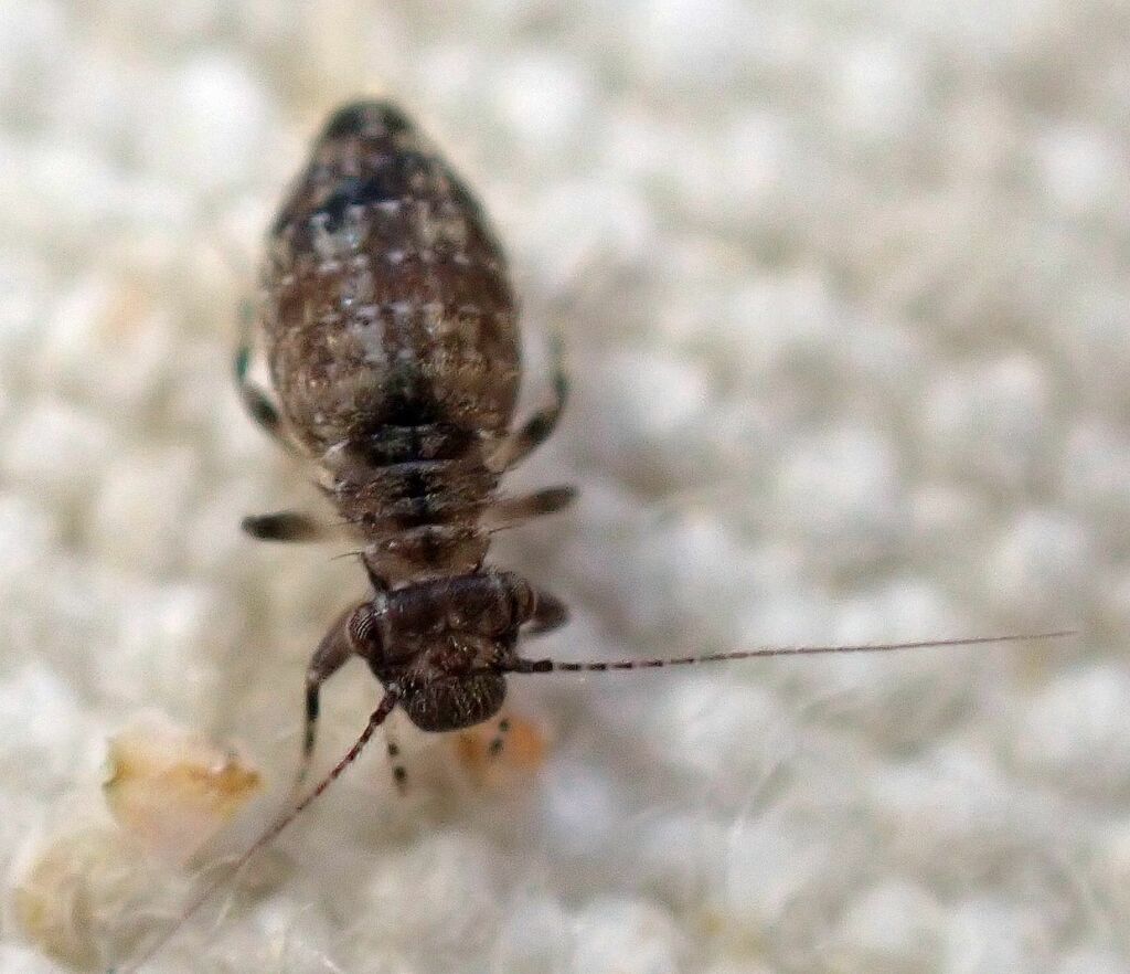 Cerobasis annulata from Osceola Ditch Trail, Great Basin NP, White Pine ...