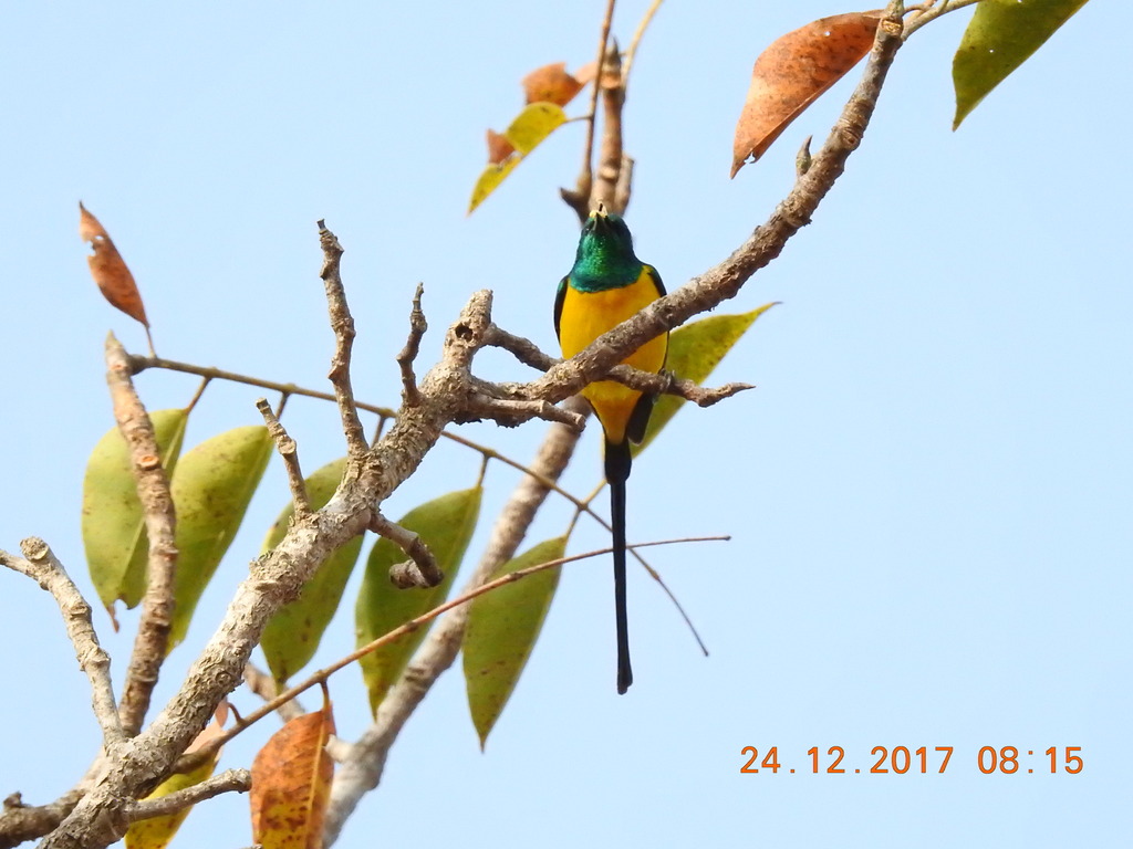 Pygmy Sunbird from Bounkani, Côte d'Ivoire on December 24, 2017 at 08: ...