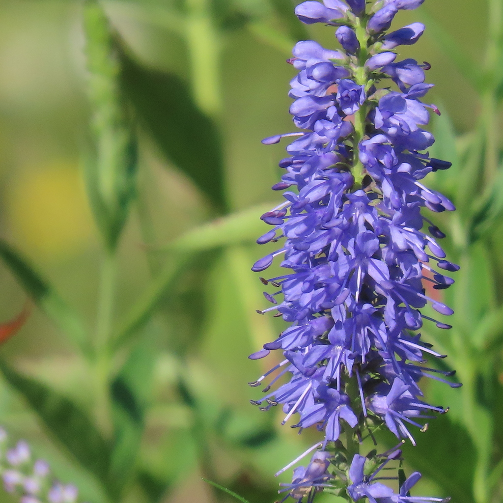 Long-leaved Speedwell from Crystal Bay - Lakeview Park - Britannia ...
