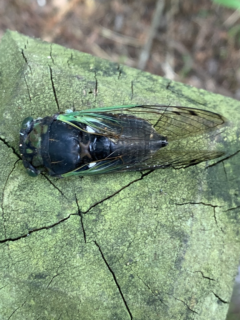 Swamp Cicada from Heritage Park, Mableton, GA, US on August 15, 2023 at ...