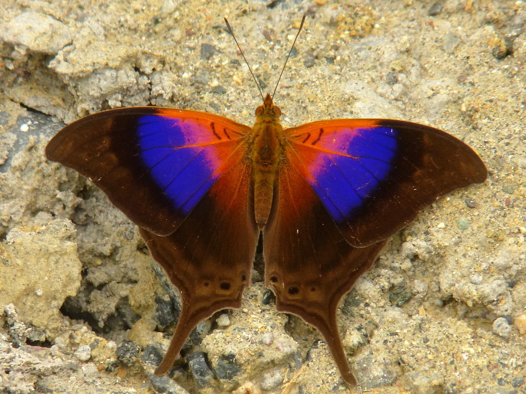 Sunset Daggerwing (Insects of Cocobolo Nature Reserve) · iNaturalist