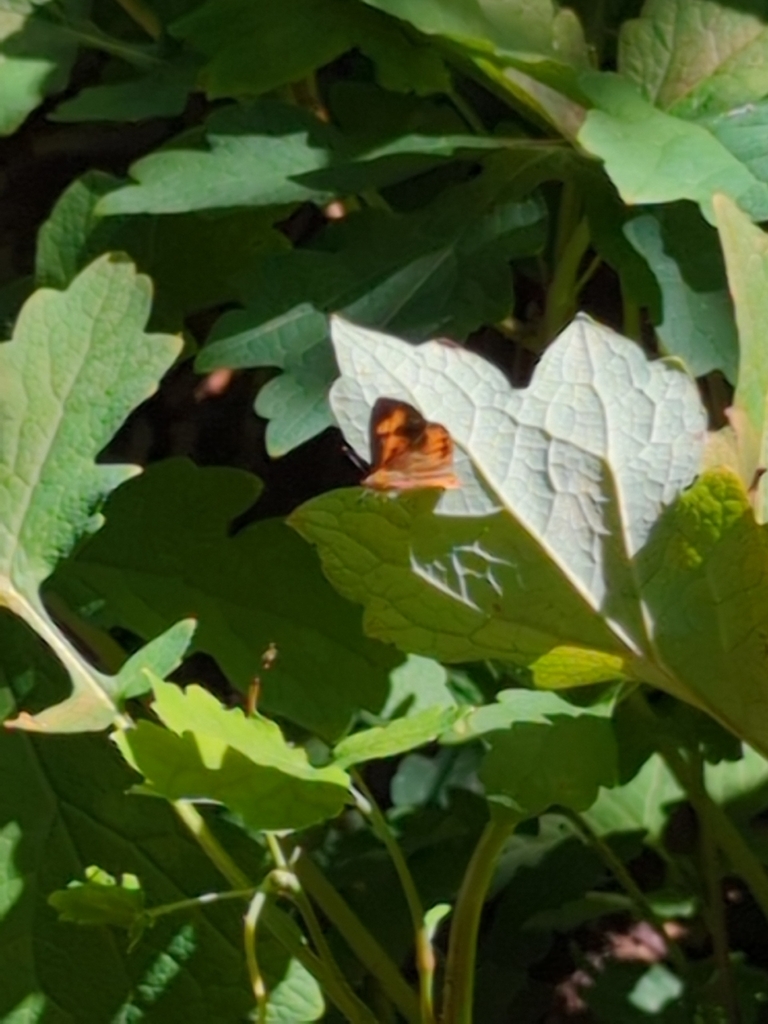 Harvester from Olbrich Botanical Gardens on August 15, 2023 at 03:07 PM ...