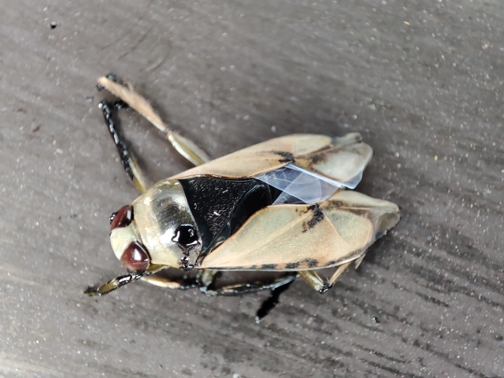 Greater Water Boatman from 273 03 Stochov, Česko on August 15, 2023 at ...
