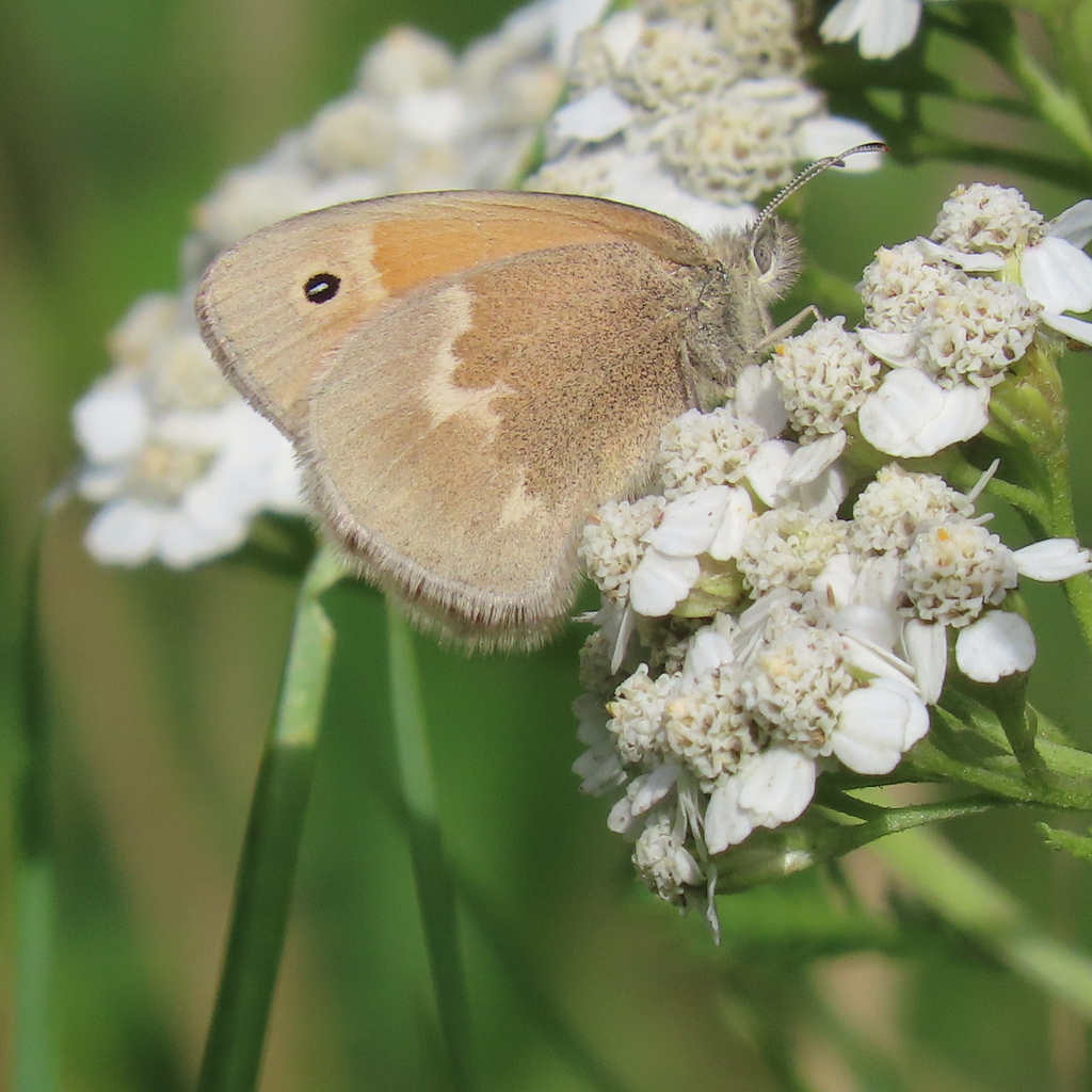 Common Ringlet from Crystal Bay - Lakeview Park - Britannia Village ...