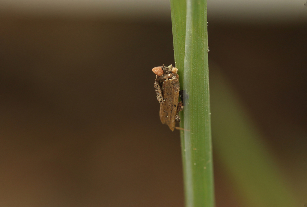 Insects from Israel on March 24, 2023 at 10:34 AM by Chaym Turak ...