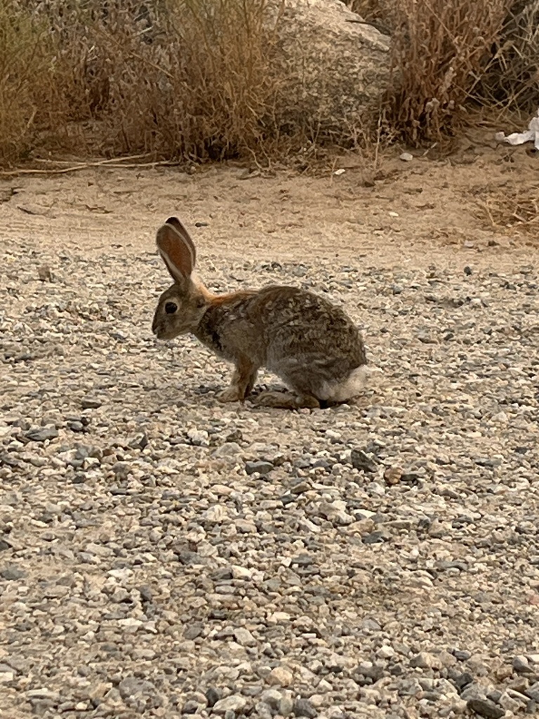 Desert Cottontail from Joshua Tree National Park, Desert Hot Springs ...