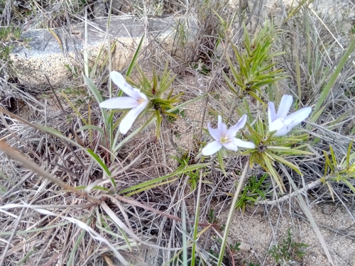 Xerophyta sessiliflora · iNaturalist United Kingdom