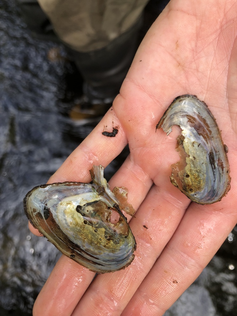 Floater Mussels from MacCormicks Lake, Cape Breton, NS, CA on August 15 ...
