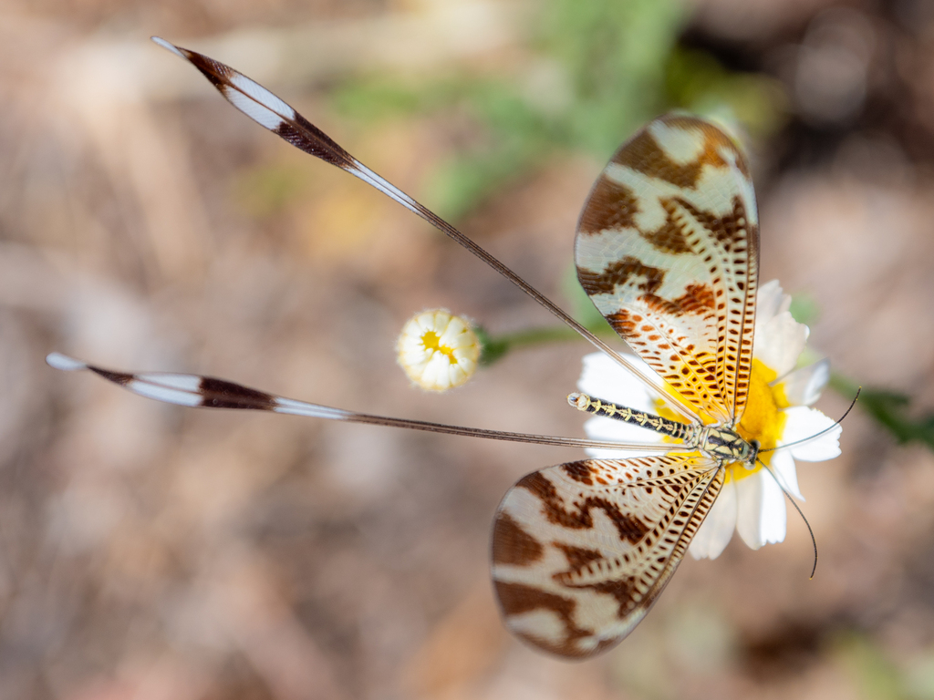 Two-winged Spoonwing from Jaén, Espagne on April 24, 2023 at 03:42 PM ...
