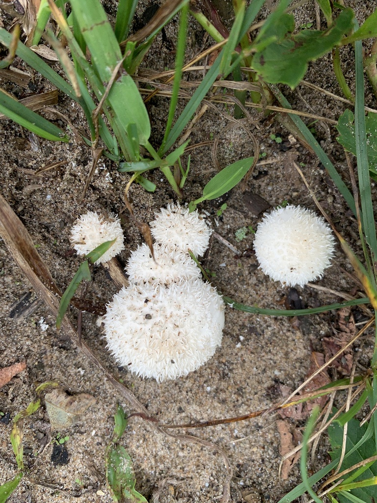 Curtis's Puffball from Mexico Point Dr, Mexico, NY, US on August 15 ...
