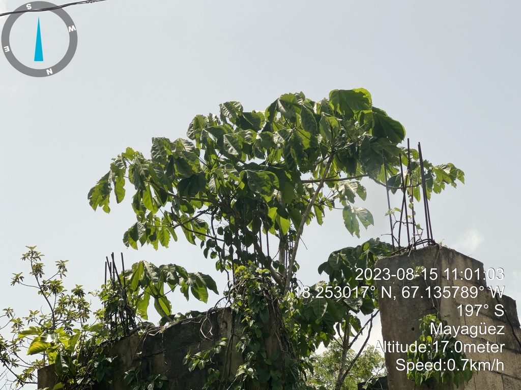 Panama tree from Puerto Rico, Mayagüez, Puerto Rico, US on August 15 ...