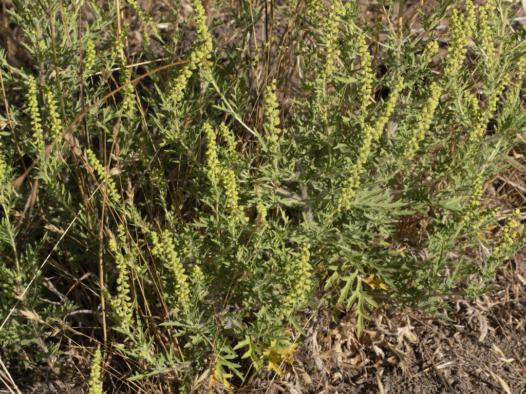 western ragweed from San Diego County, CA, USA on August 14, 2023 at 08 ...