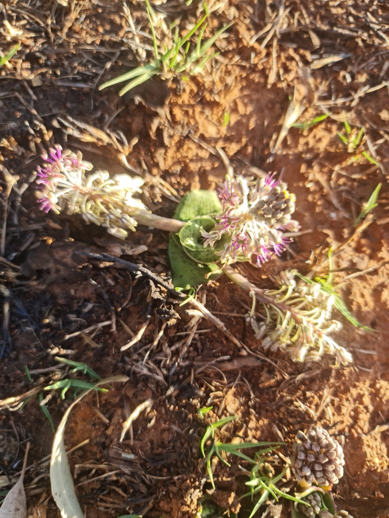 flat-leaved African hyacinth from Carletonville, 2499, South Africa on ...