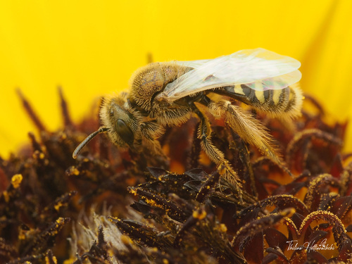 White-winged Fairy Bee (Perdita albipennis)